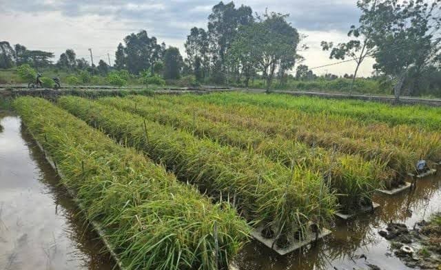Desa Bukit Layang Wujudkan Ketahanan Pangan Lewat Sawah Apung